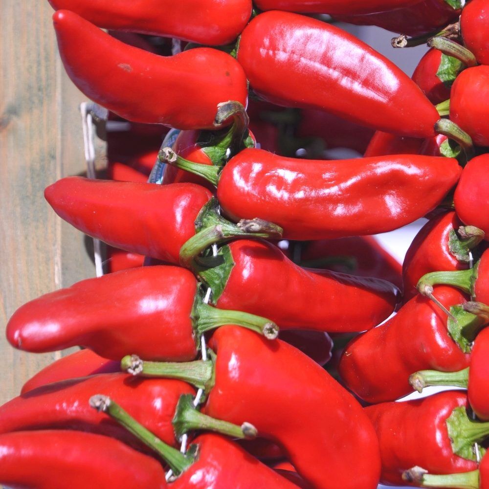 Piment basque 'Gorria' (Capsicum annuum) Graines - Alsagarden