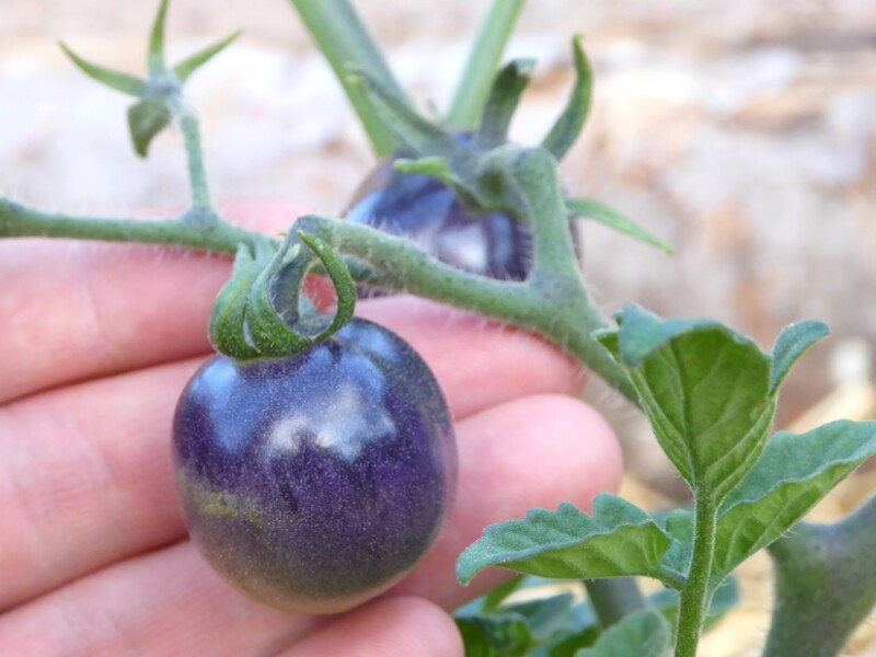 Tomate Bleue - Vente en ligne de Graines et Semences - Alsagarden
