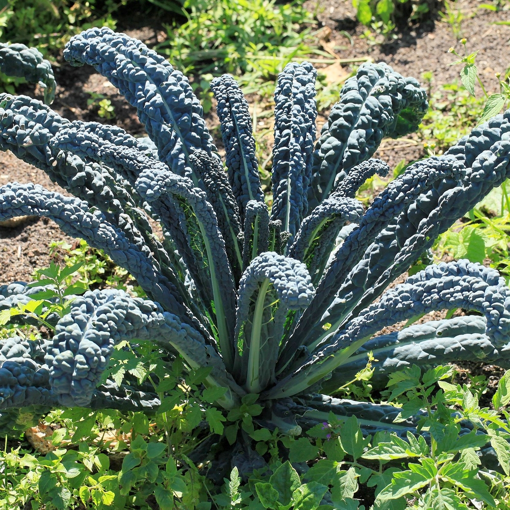 Chou Kale Palmier 'Noir de Toscane' (Chou 'Lacinato') Graines - Alsagarden