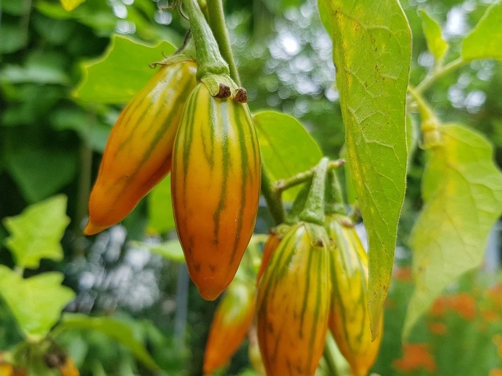 L'Aubergine 'Striped Togo', une variété africaine originale - Alsagarden