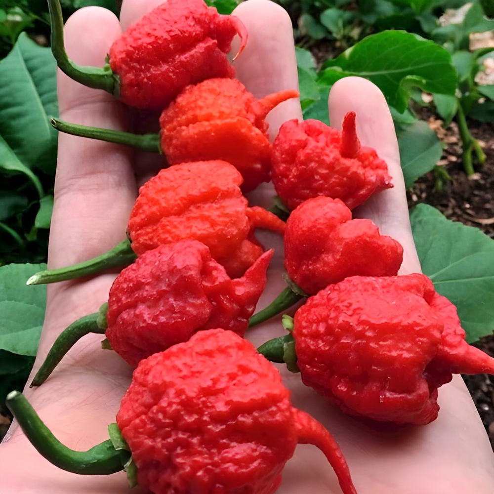 Piment 'Carolina Reaper' (Capsicum chinense) Graines - Alsagarden