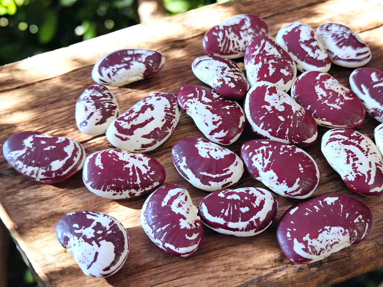 Le Haricot de Lima de Noël, une variété ancestrale péruvienne - Alsagarden