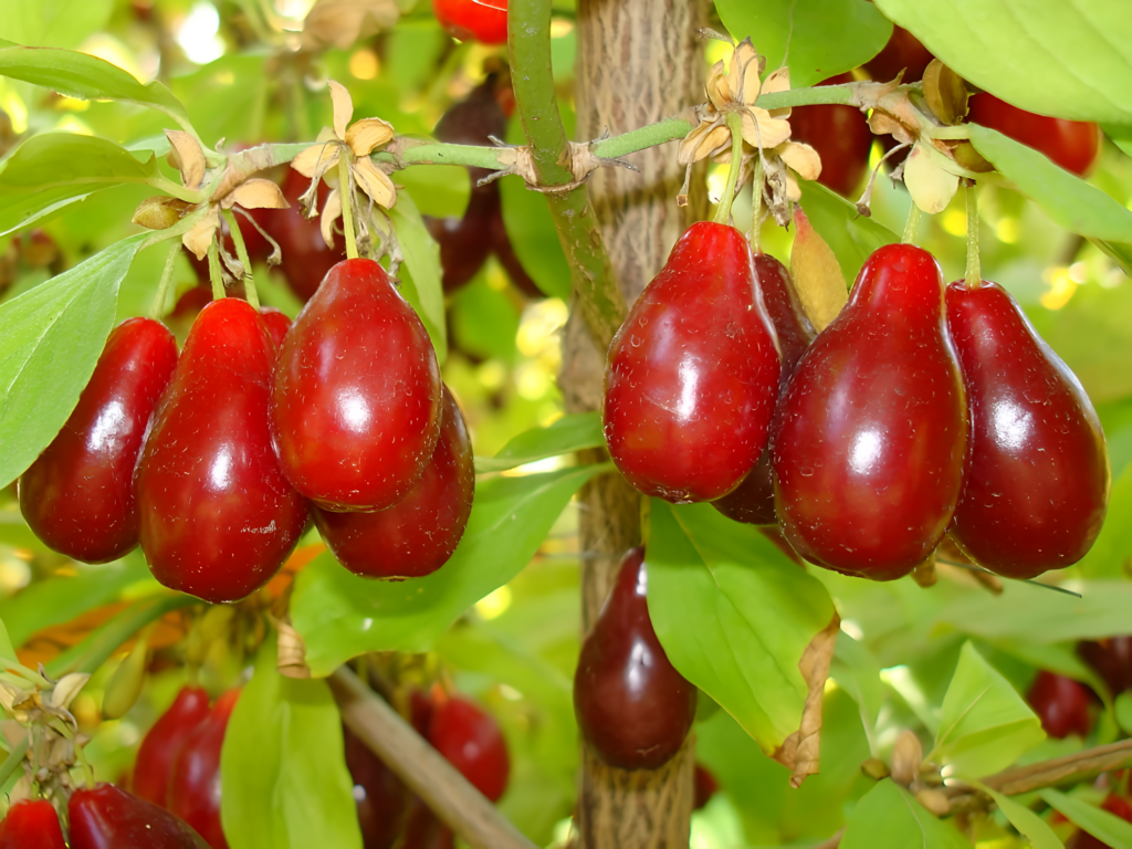 Le Cornouiller mâle (Cornus mas) : Un petit fruitier méconnu aux ...