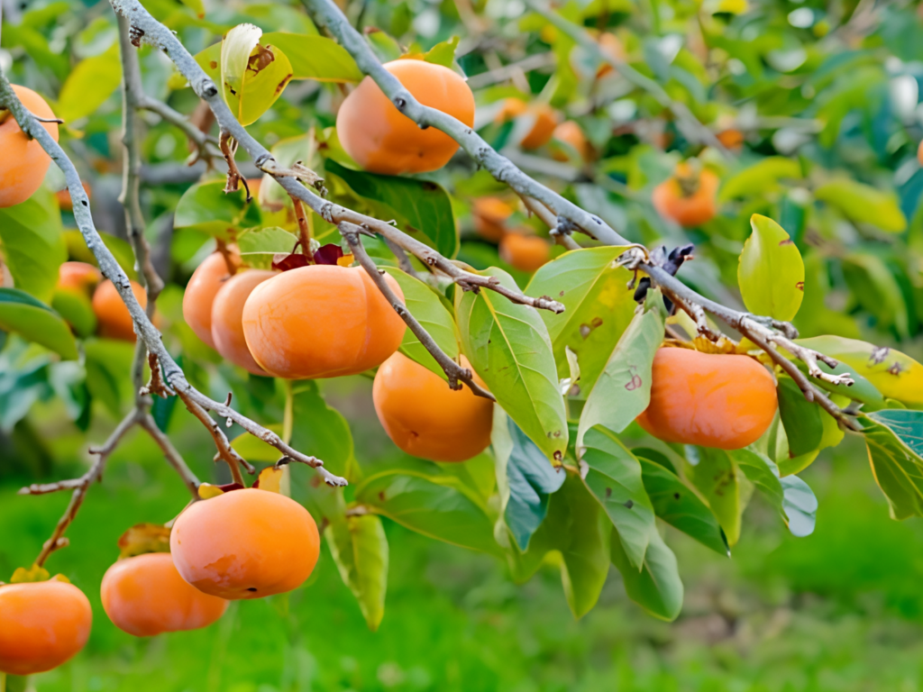 Cultiver le Kaki-Pomme aux délicieux fruits non astringents en Alsace ...